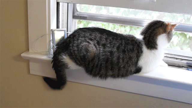 Animated GIFs - #cat #window #tail