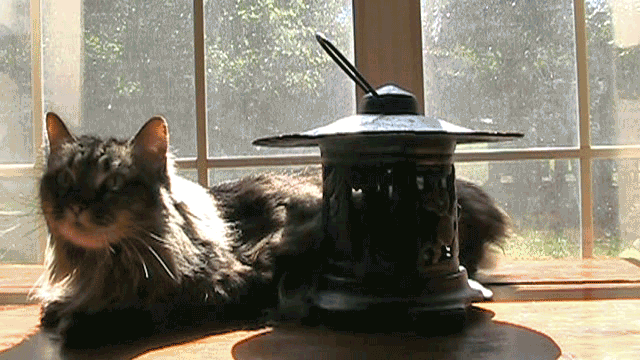 Animated GIFs - #cat #window #lamp