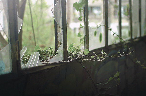 Animated GIFs - #broken #window #branches #glass